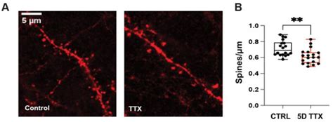 Ai14 Rcl Tdt D Cre Conditional Td Tomato Mice Jackson Laboratory Bioz