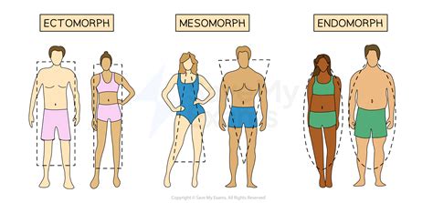 Sthenic Body Type Understanding Bodily Habitus Types And