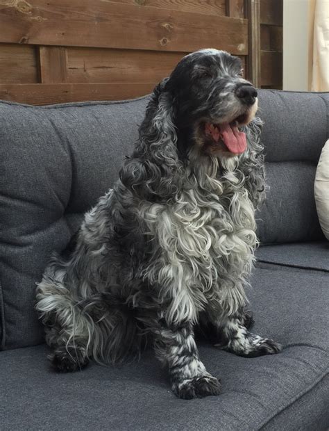 ️blue Roan English Cocker Spaniël Cocker Spaniel Spaniel Dogs And