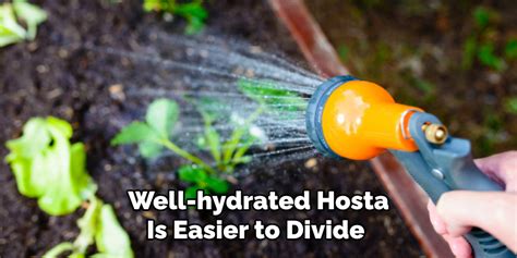 How To Divide Hosta Plants 10 Effective Methods 2026
