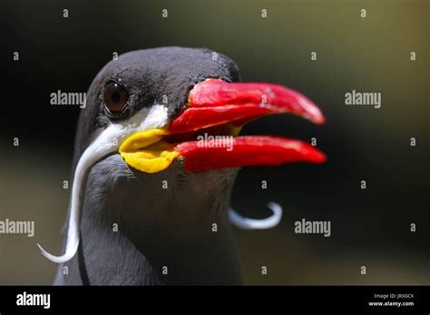 Head Of A Male Calling Twittering Inca Tern Bird With A Red Beak Stock