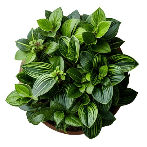 Page 3 Plant Top View Pngs For Free Download
