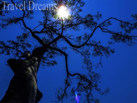 Tree Orb Travel Dreams Photography