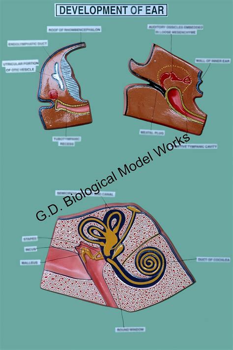 Embryology Of Ear Solution Development Of Ear Embryology Studypool