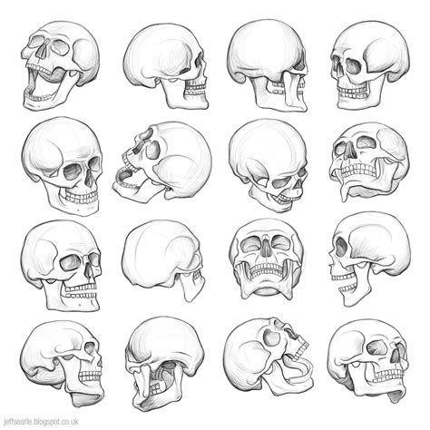 Jeff Searle The Human Skull Skull Drawing Skulls Drawing Anatomy Art