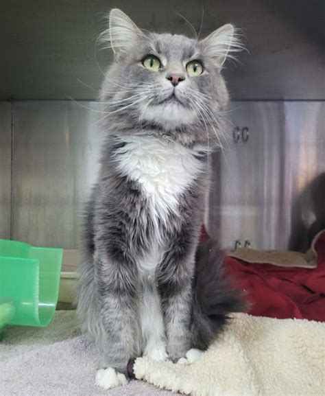 Tinker The Cat Is Looking For A New Home In The Vancouver Area