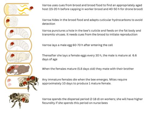 What Does Varroa Look Like Professional Beekeepers Professional