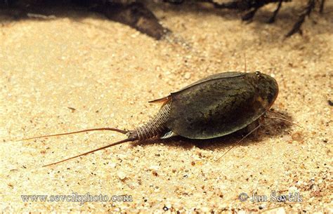 Triops Cancriformis Alchetron The Free Social Encyclopedia
