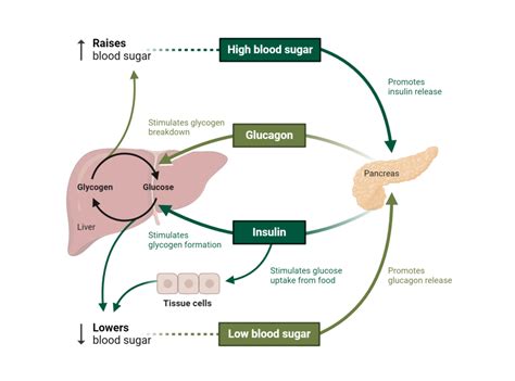 Optimize Endocrine Health With Nutrient Rich Diets Wholisticmatters