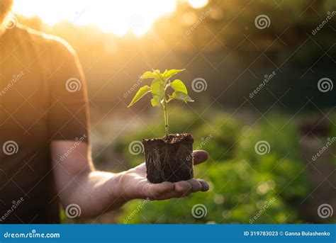 A Pepper Seedling With A Well Developed Root System On A Man S Palm Stock Image Image Of