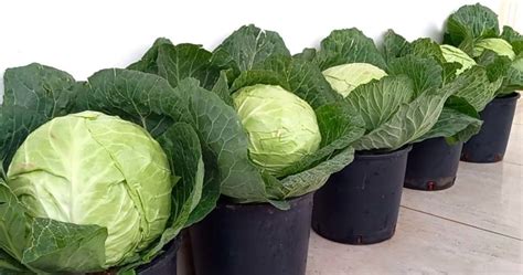 Best Practices For Cabbage Cultivation Gardener Guidebook