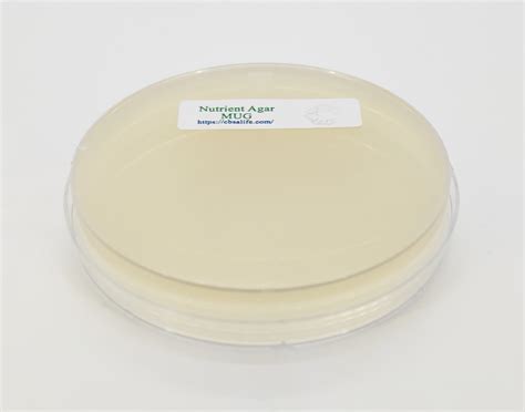 Cbsalife Nutrient Agar With Mug Cbsalife
