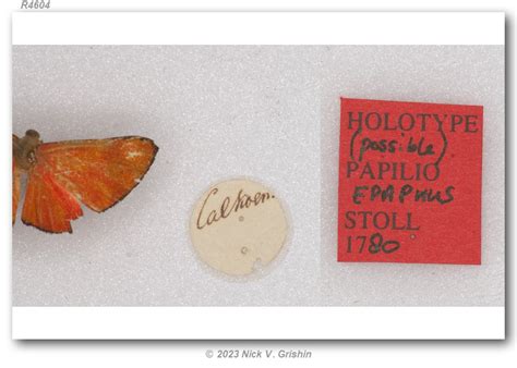 Mesene E Epaphus Type Specimens