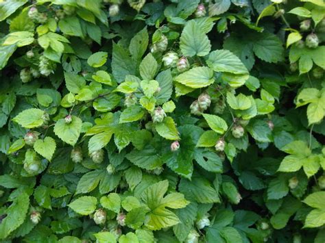 9 Plants That Look Like Hops Progardentips