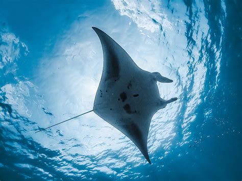 6000th Reef Manta Ray — Manta Trust