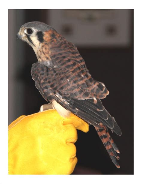 Penny American Kestrel Wildlife Recovery Association