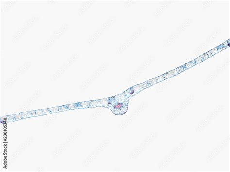 Plant Leaf Cross Section Cut Under The Microscope Microscopic View
