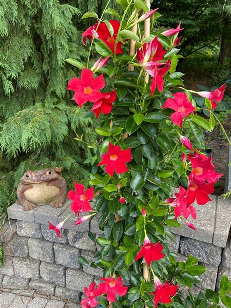 Mandevilla In A Pot 7 Easy Growing Tips