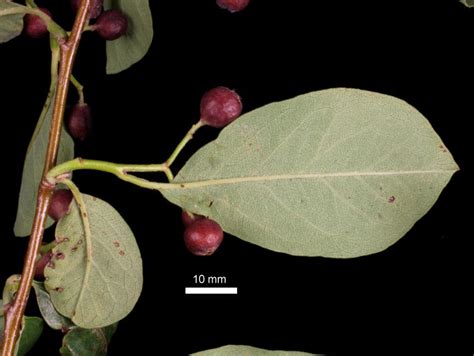 Flora Of New Zealand Taxon Profile Cotoneaster Bacillaris