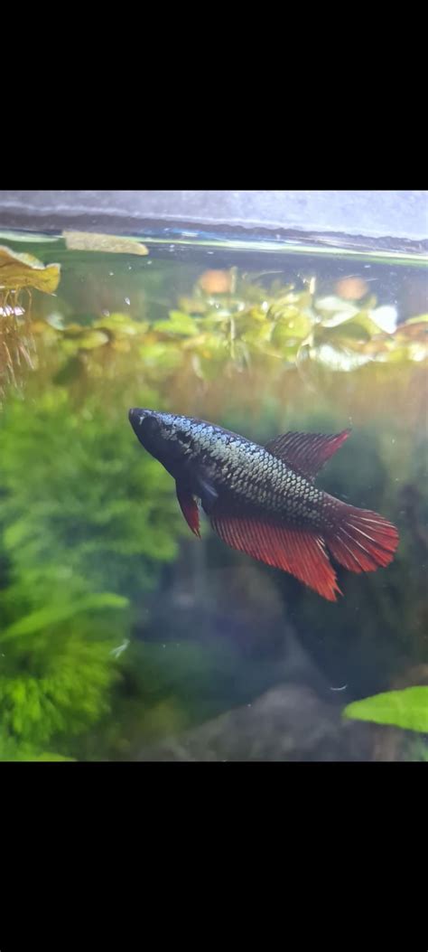 Betta Fin Problem R Aquariums