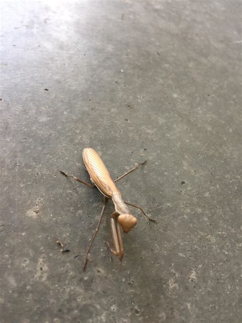 A Brown Preying Mantis R Whatsthisbug