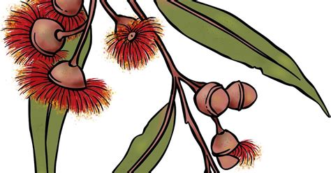Beccys Place Gumnut Blossoms