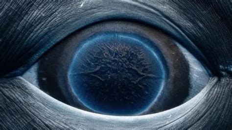Photo Genuinely Shows Humpback Whales Eye