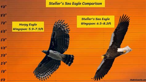 Stellers Sea Eagle Wingspan How Big Are They Comparison