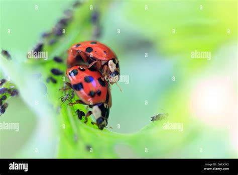 Ladybug Reproduction And Hunting Eating Aphid Close Up Ecology