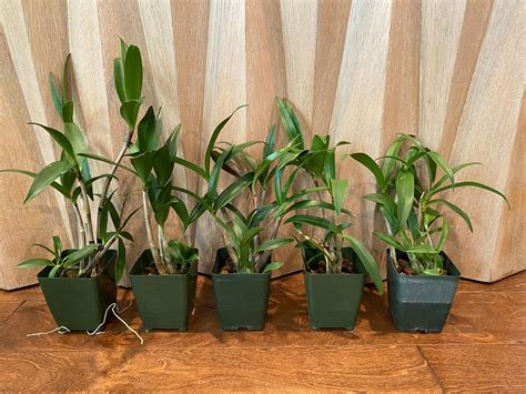 Dendrobium Purple Zip ‘svo X Dendrobium King Zip ‘ted Splash 35