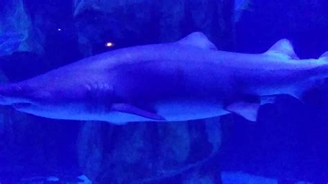 Shark At Sea Life London Aquarium Youtube