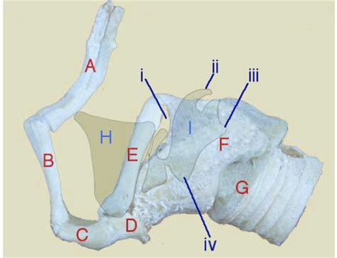 Diagram Of Oralnasalpharynxlarynx Dissection Quizlet