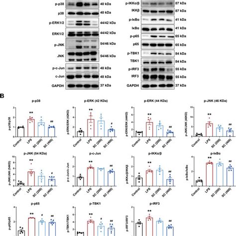 Effects Of Sc Treatment On The Tlr4 Signaling Pathway In Lps Stimulated