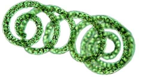 Spirulina Algae Microscope