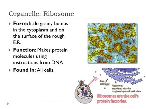 Ppt Cell Theory And Cellular Organelles Powerpoint Presentation Free