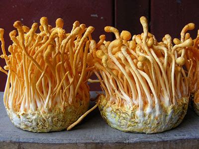 Cordyceps Mushroom Benefits As An Energy Tonic