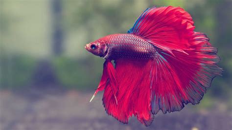 Fighter Fish Wallpaper Kolpaper Awesome Free Hd Wallpapers