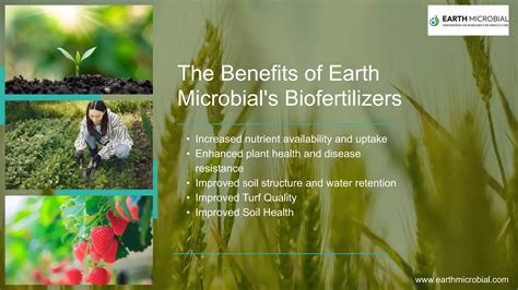 Harnessing The Power Of Microbial Inoculants As Biofertilizerspptx