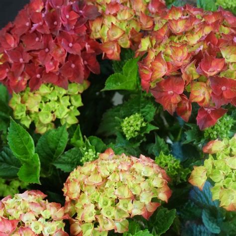 Everlasting Crimson Hydrangea