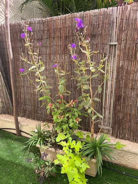 שלומי בן עמי Solomon Gardens Karkur