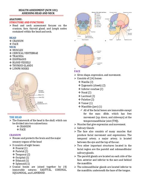 Assessing Head Neck And Eyes Notes Pdf