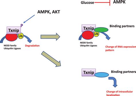 Regulation Of Txnip Protein Expression Txnip Protein Is Rapidly Turned
