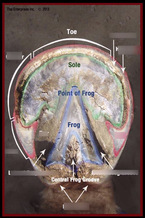 Hoof Anatomy Diagram Quizlet