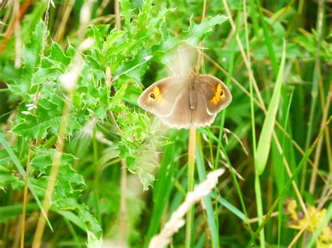 P1090066 James Smethurst Flickr