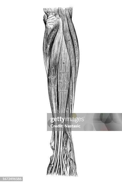 The Muscles On The Outer Side Of The Forearm High Res Vector Graphic Getty Images