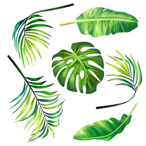 Palm Leaf Drawing Free Download On ClipArtMag