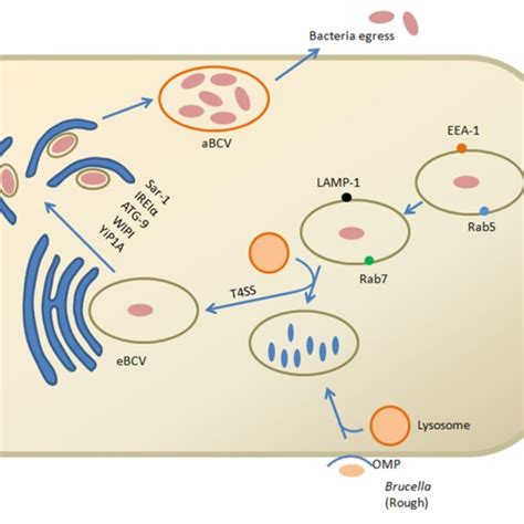 Strategies Of Brucella To Evade The Innate And Adaptive Immunity Download Scientific Diagram