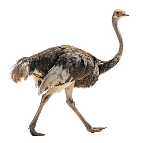 Ostrich Photo Ostrich Photography Wildlife Photography Png