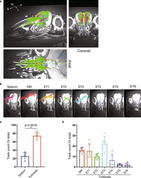 The Distribution Of Mouse Olfactory Nerves Depicted By Diffusion Tensor