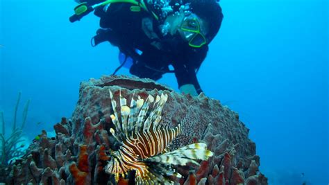 An Invasive Species The Lionfish The Great Projects